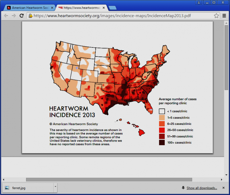 10 Things You Didn't Know About Heartworm Disease | Dupont Veterinary ...