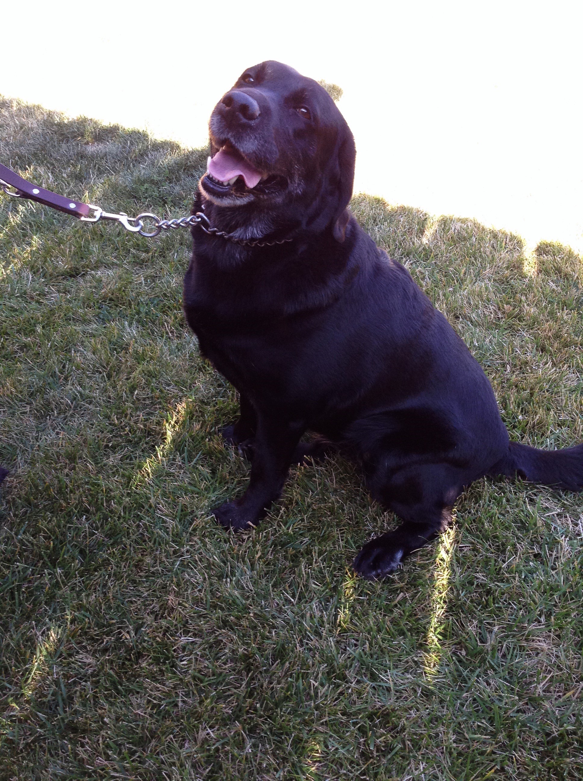 bond Archives | Dupont Veterinary Clinic