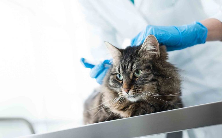 A Closer Look at Cat Vaccinations | Dupont Veterinary Clinic
