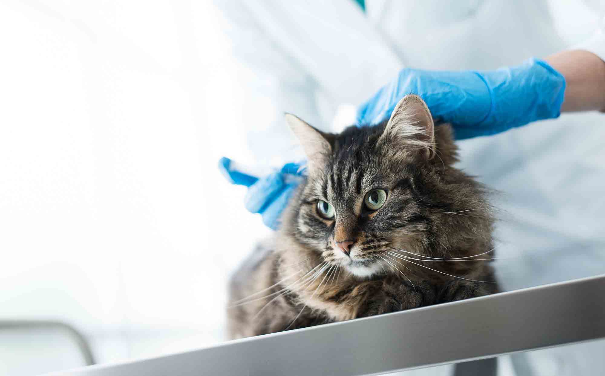 A Closer Look at Cat Vaccinations | Dupont Veterinary Clinic