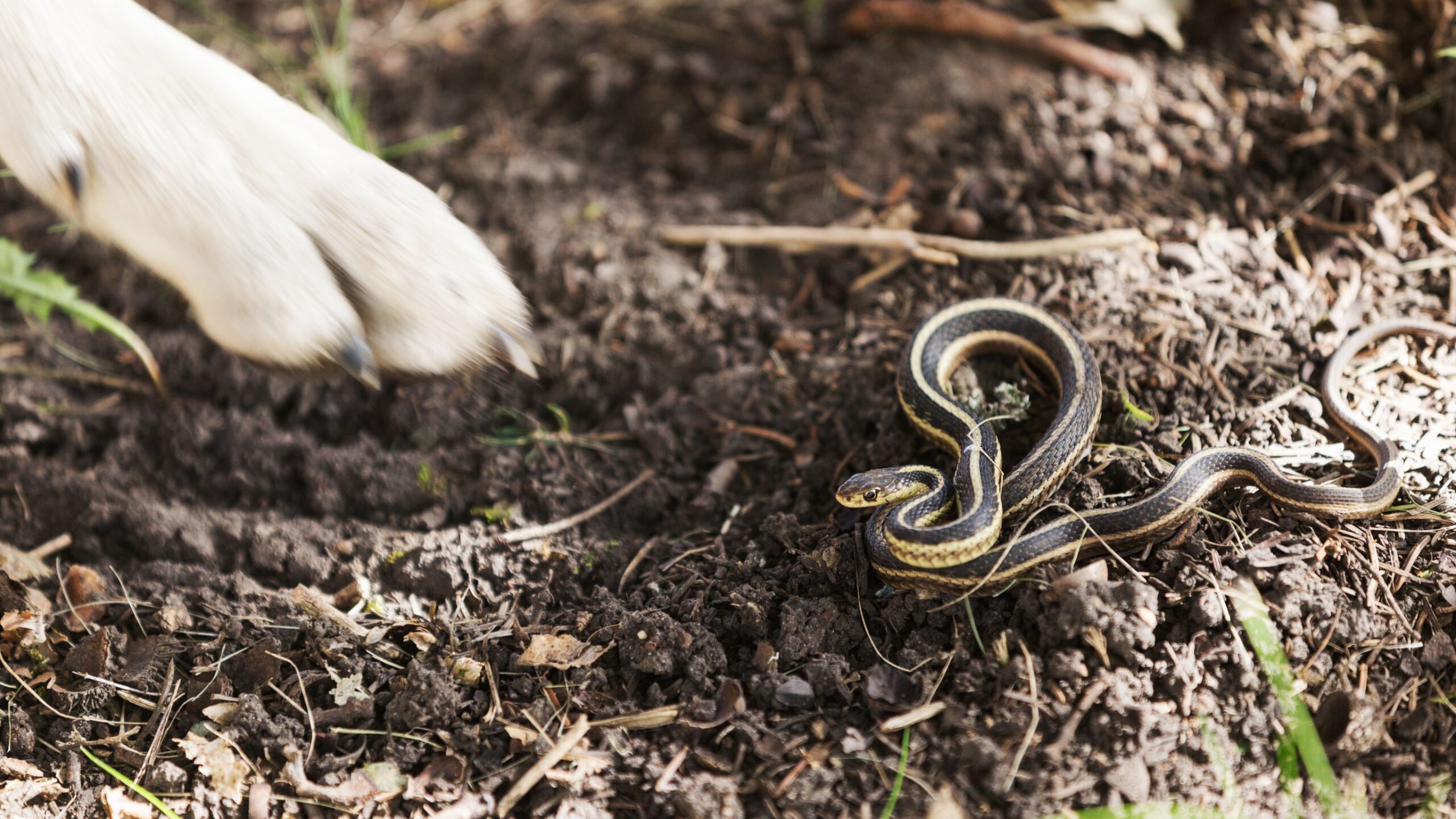 Eastern Garter Snake Bite
