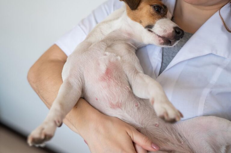 Understanding and Managing Pet Skin Fungal Infections - Dupont ...