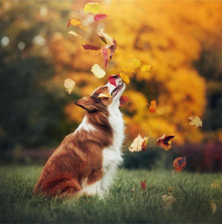 Fall Pet Illnesses | Dupont Veterinary Clinic